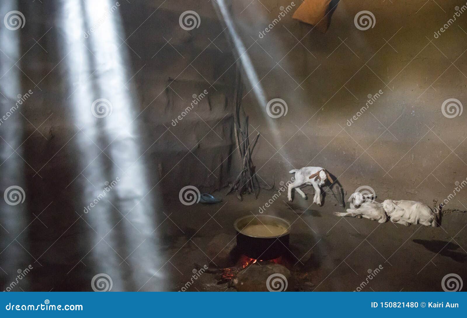 Baby Goats Inside Maasai Kitchen Stock Photo - Image of goats, maasai ...