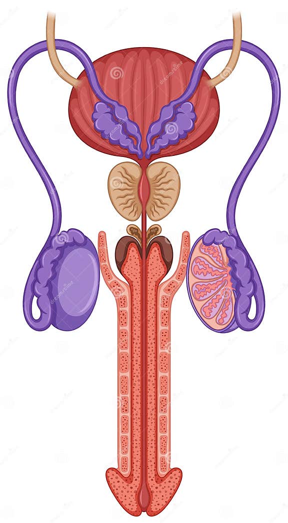 Inside Of Male Reproductive System Stock Vector Illustration Of