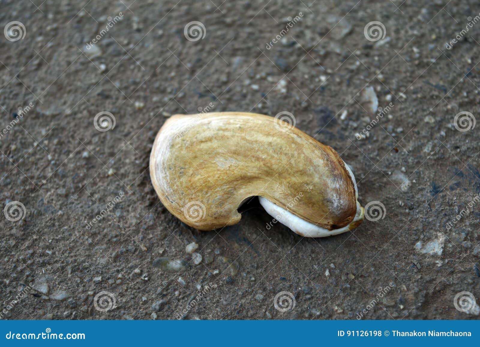 Inside of Mango Seed on Dirty Ground Stock Photo - Image of detail ...
