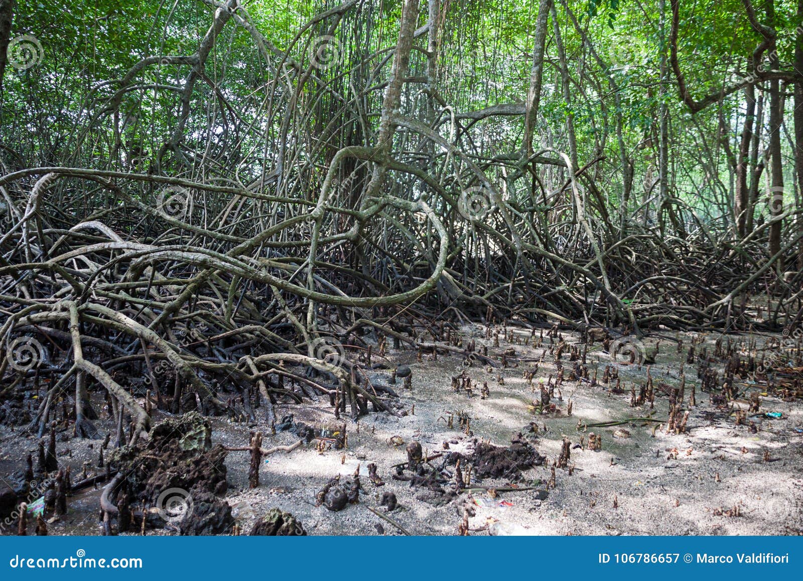 Inside mangrove forest stock image. Image of plants - 106786657