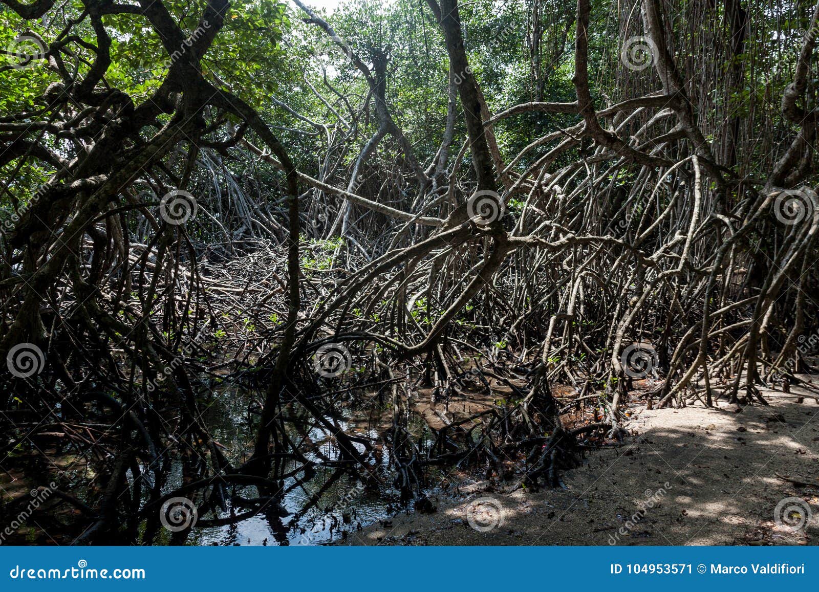 Inside mangrove forest stock image. Image of island - 104953571