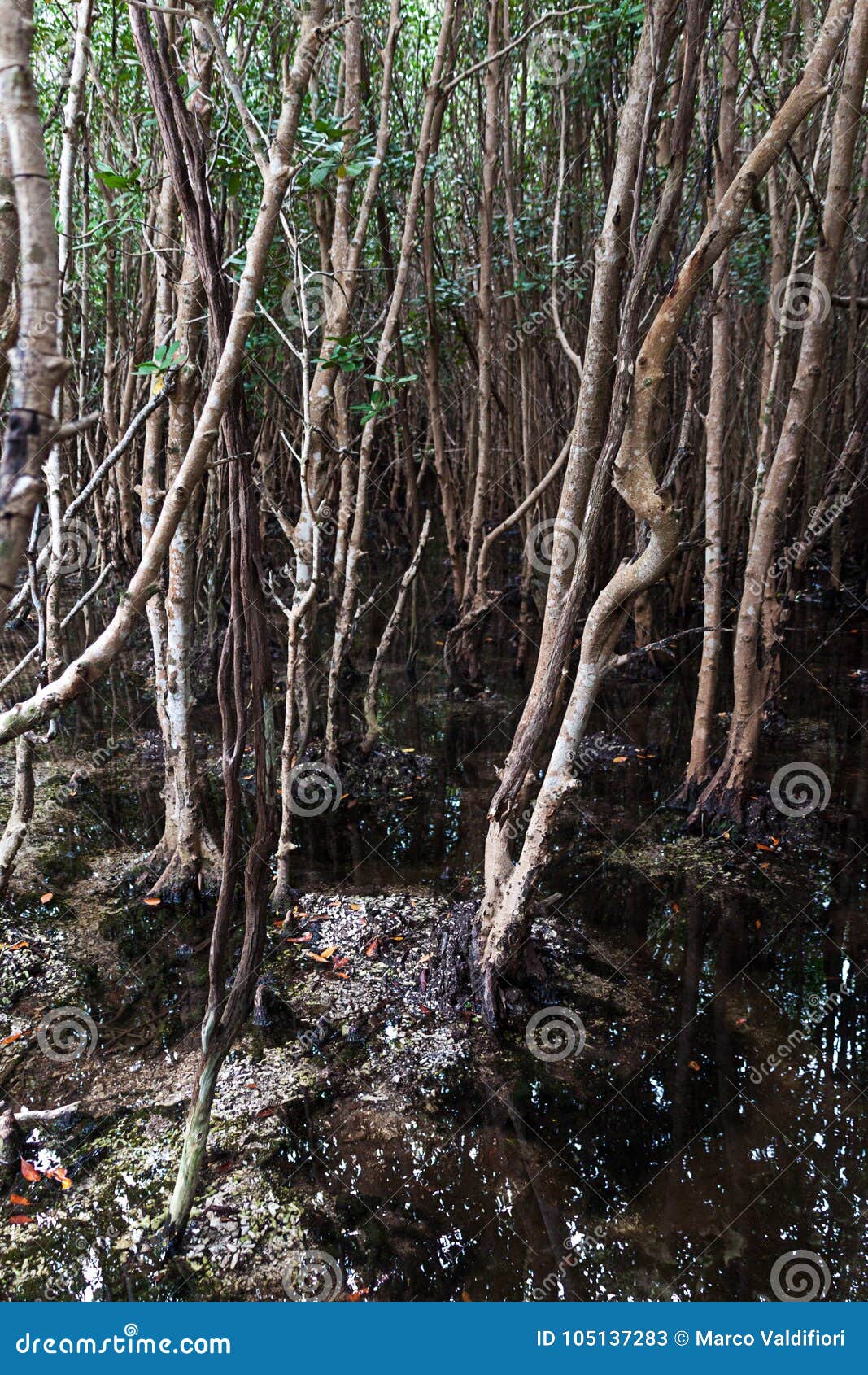 Inside mangrove forest stock image. Image of asia, island - 105137283