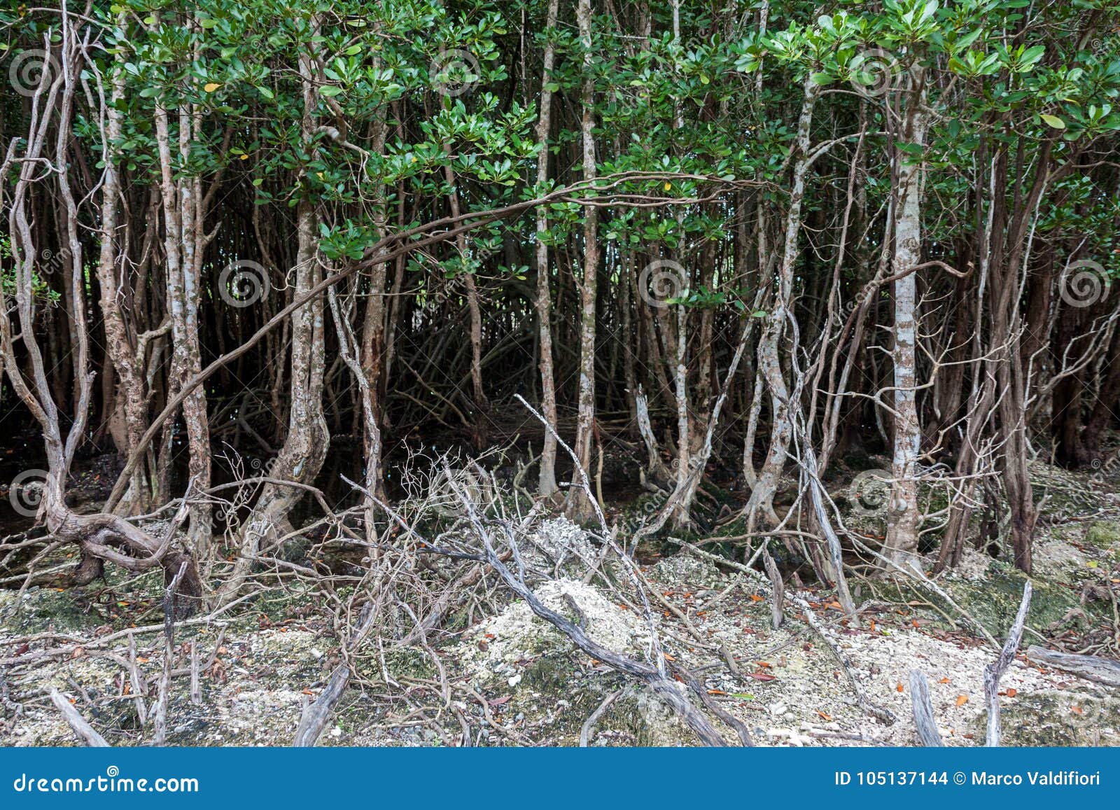 Inside mangrove forest stock photo. Image of asian, outdoor - 105137144