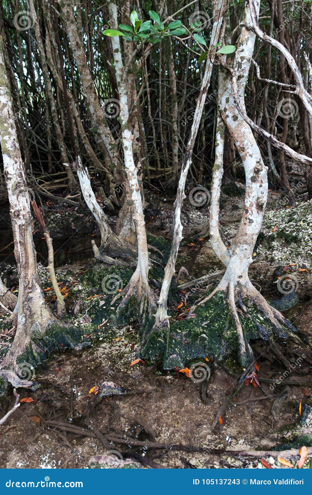 Inside mangrove forest stock image. Image of plants - 105137243