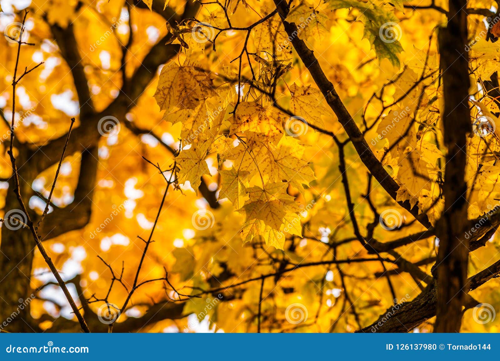 Inside a maple tree stock photo. Image of black, dead - 126137980