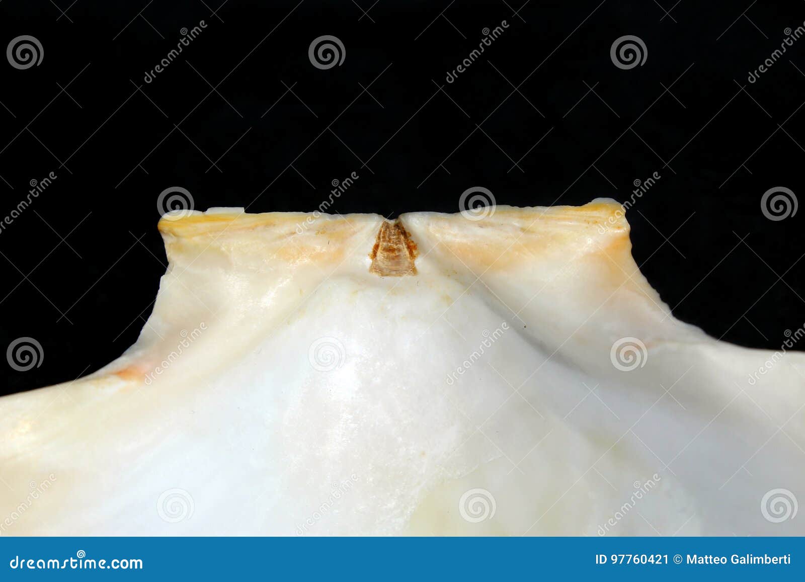 Inside of a Mediterranean Scallop Shell Stock Image - Image of diagonal ...