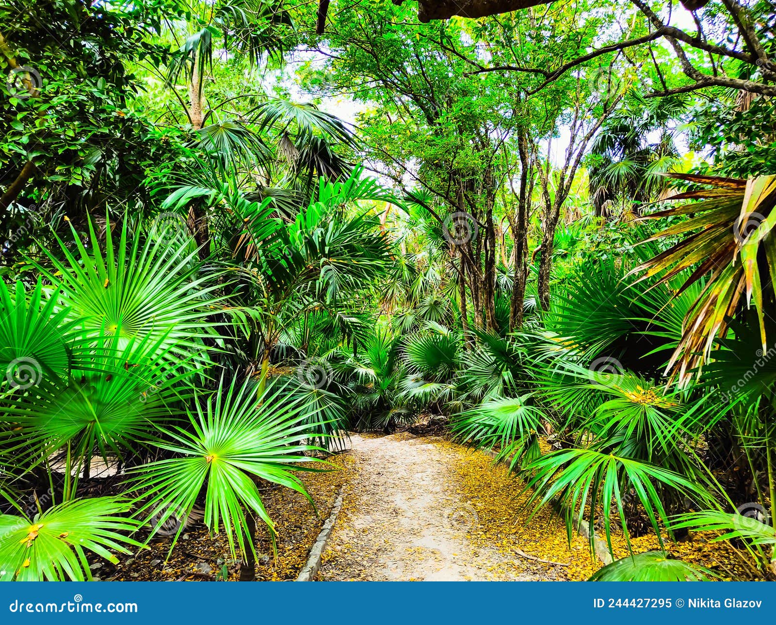 Inside mexican jungle stock image. Image of vegetation - 244427295