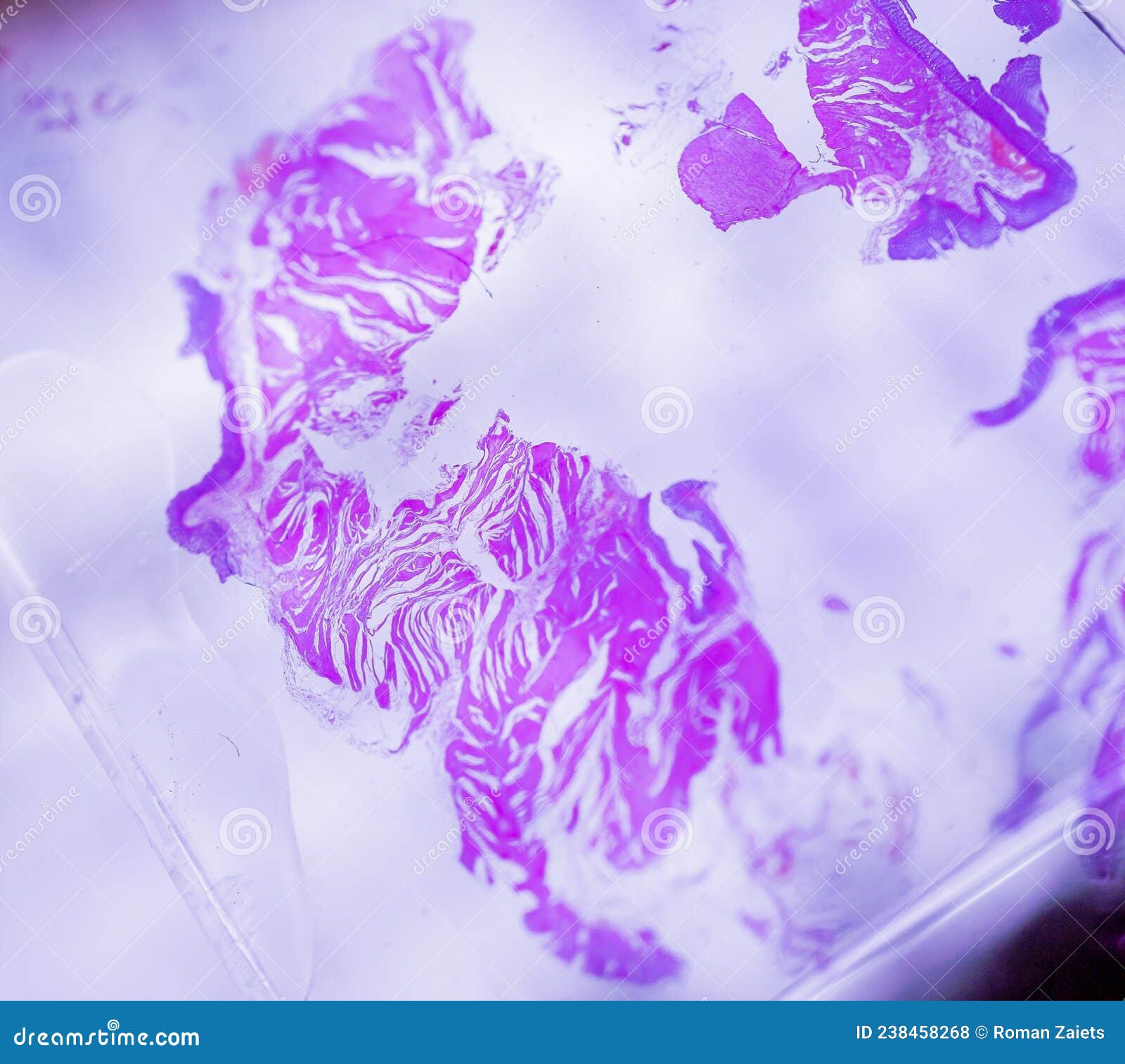 Inside Microscope View at Histology Glass Slide Stock Photo - Image of ...