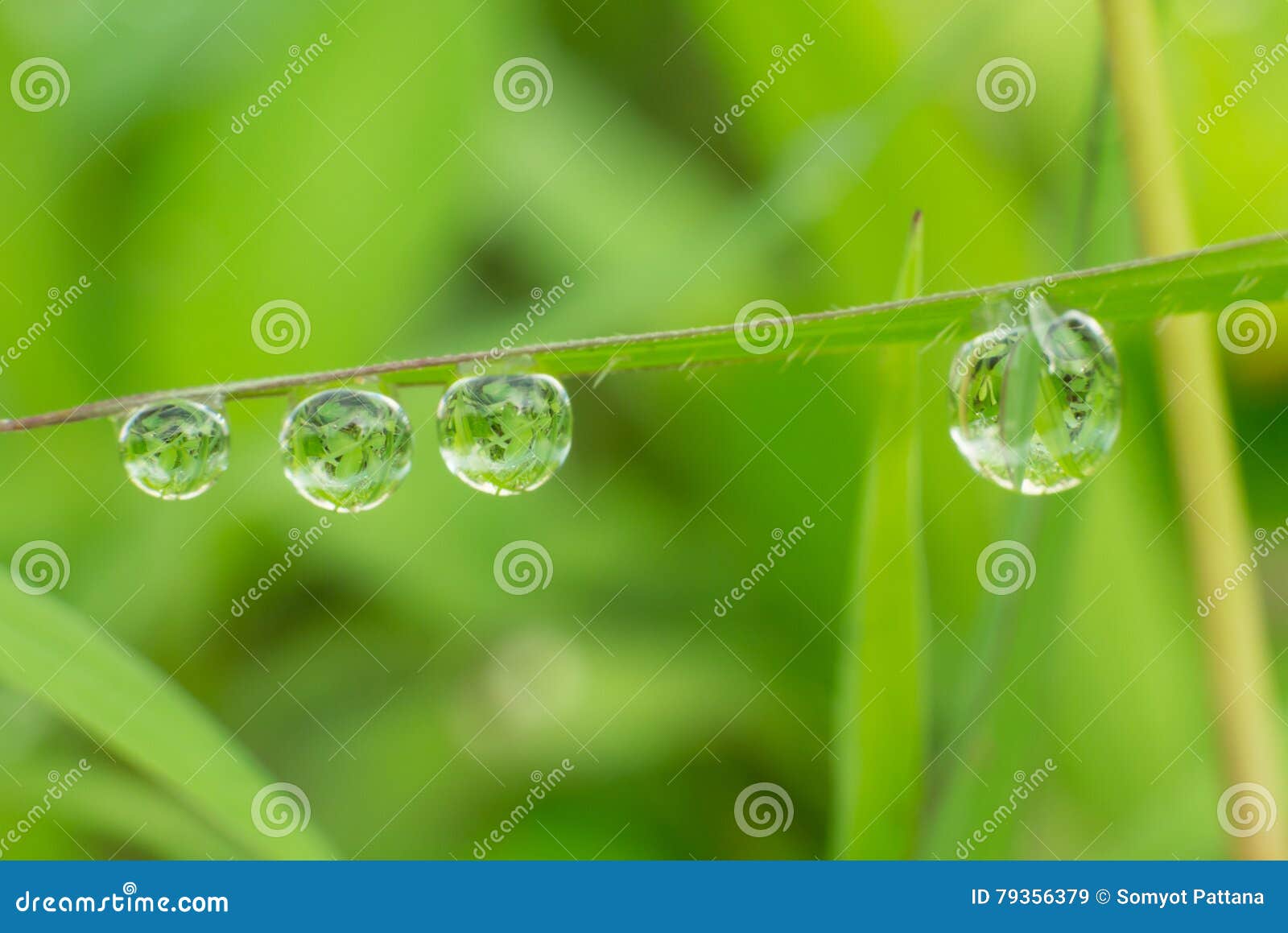 Inside the mist stock image. Image of mist, fall, drop - 79356379