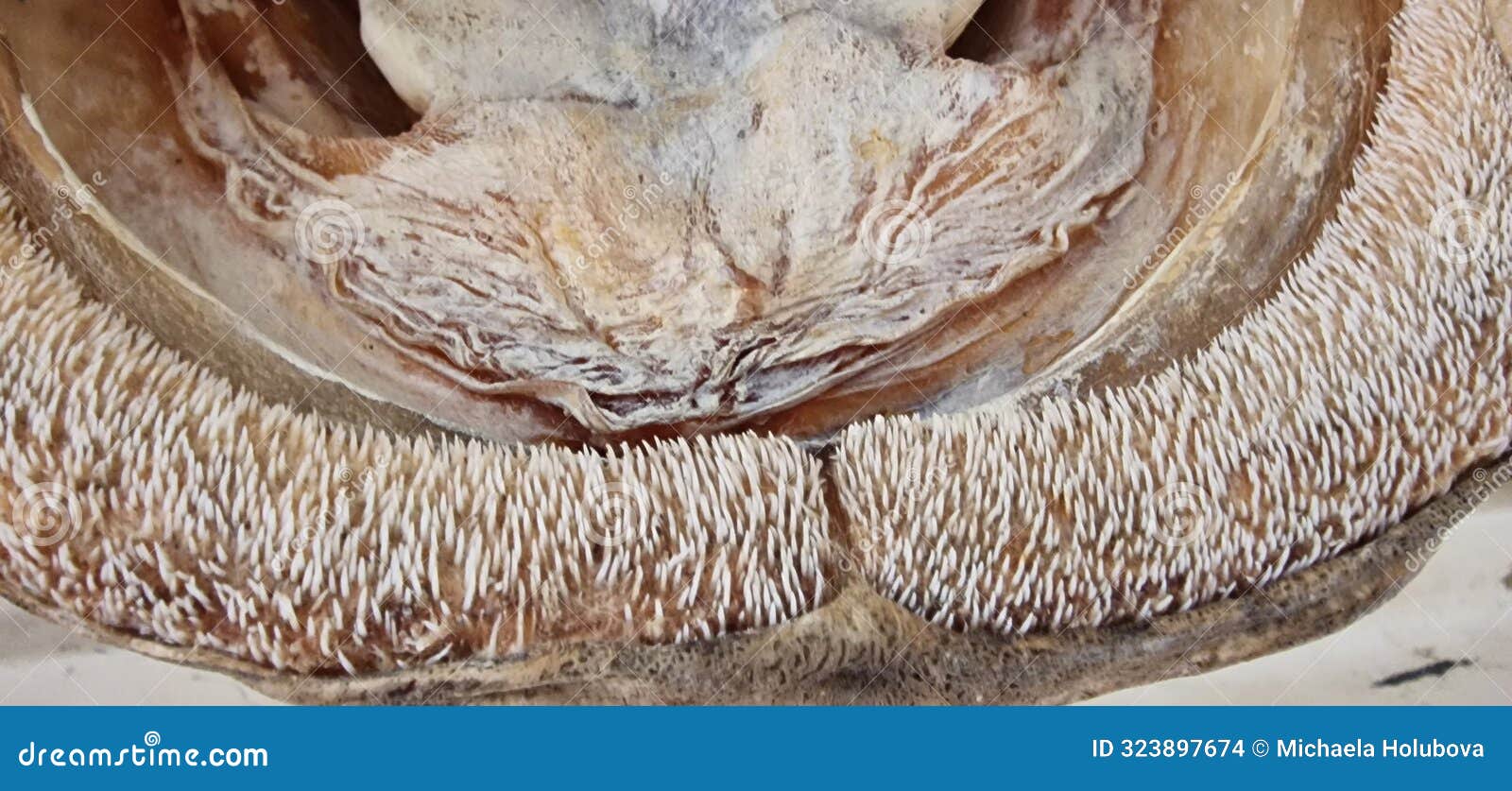 Inside the Mouth of Wells Catfish Silurus Glanis Stock Photo - Image of ...