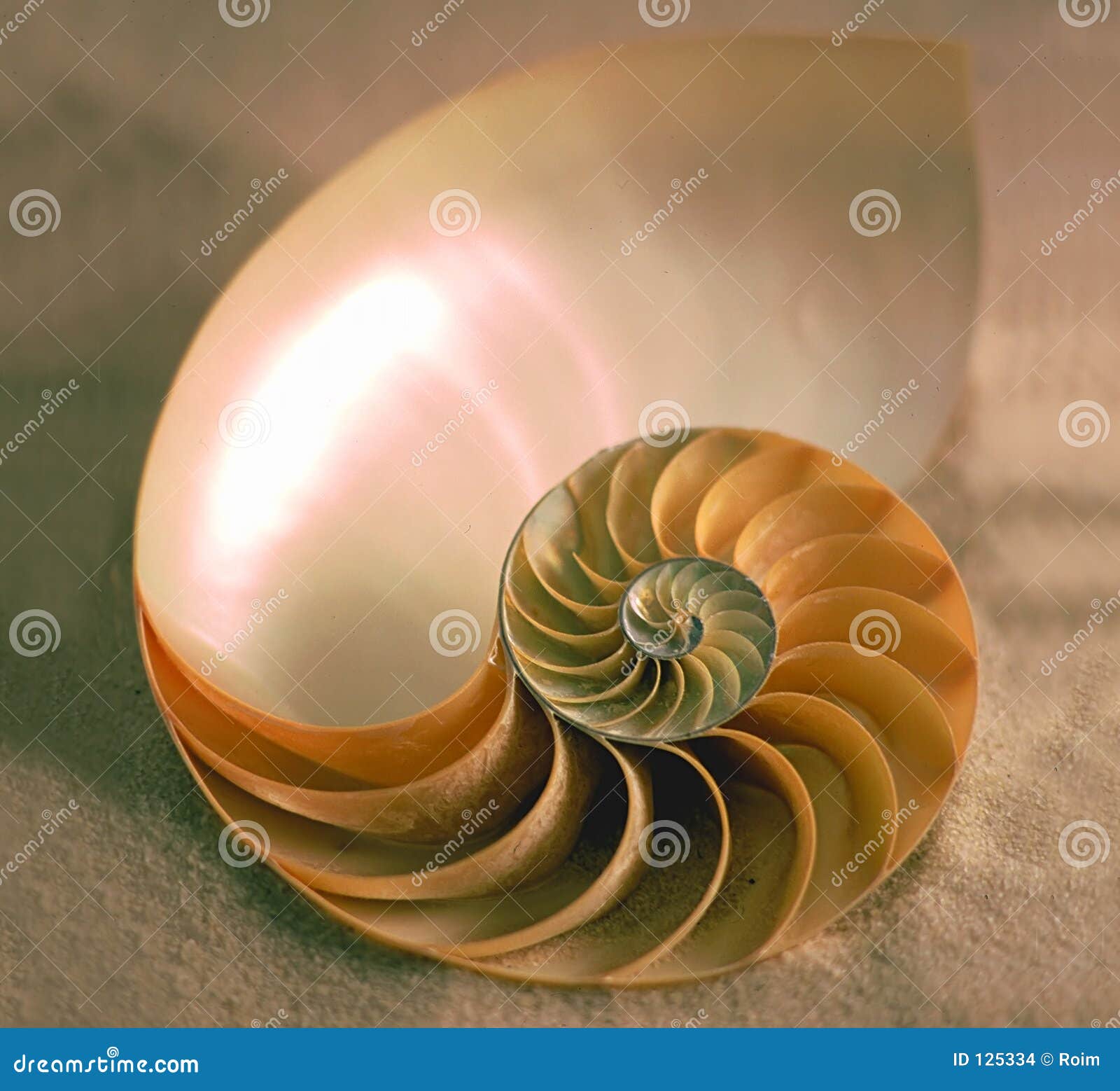 Inside of Nautilus stock photo. Image of side, sand, soft - 125334