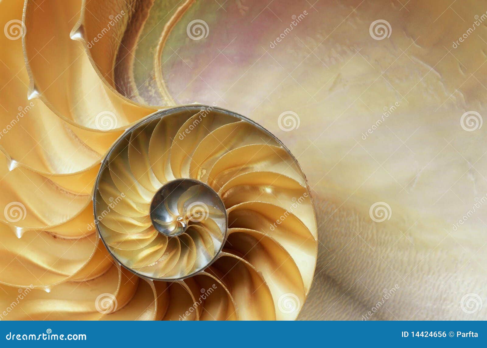Inside of Nautilus Shell Showing Spiral Stock Photo - Image of nature ...