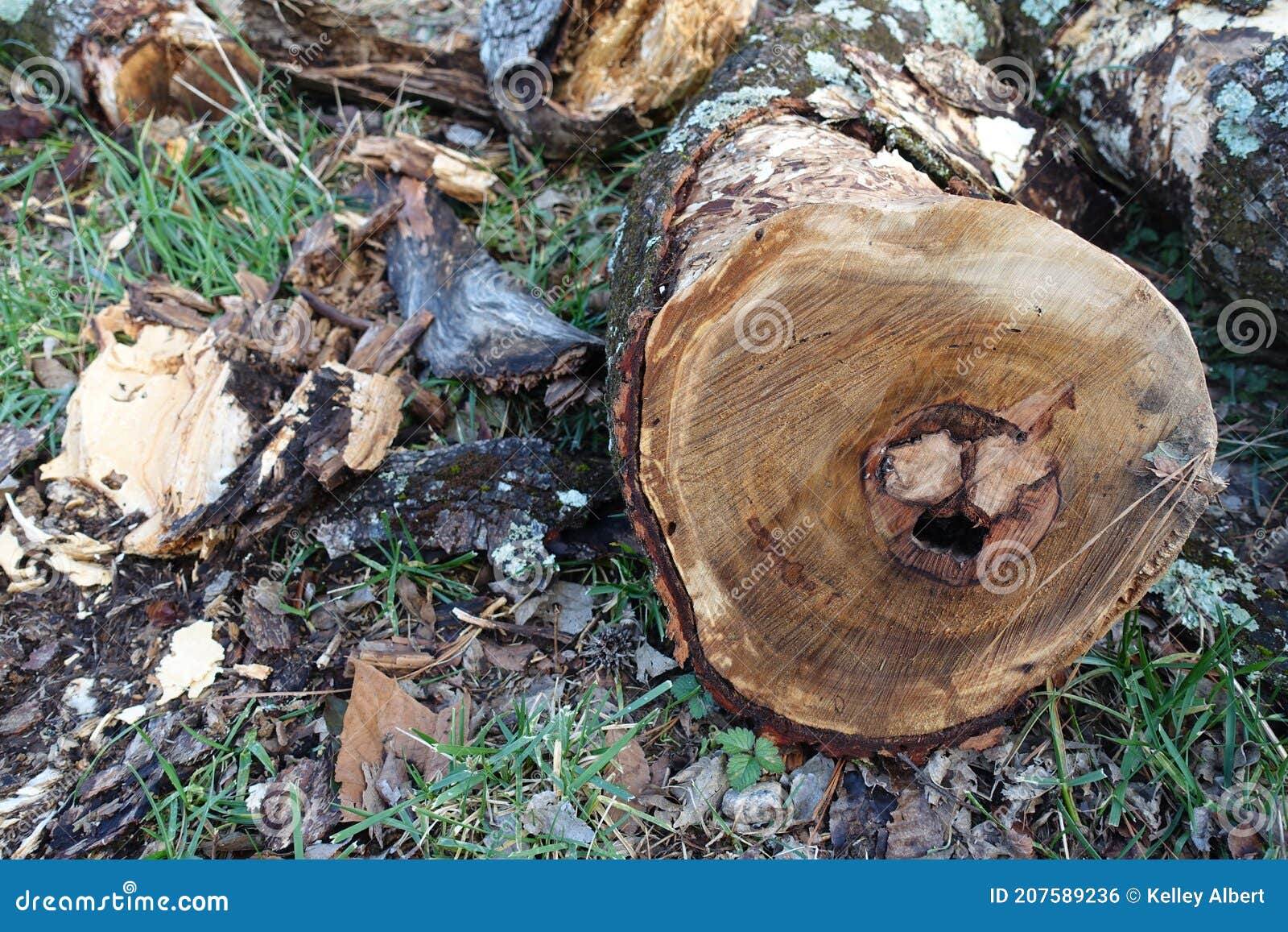 Inside a Newly Cut Down Tree Stock Photo - Image of tree, brown: 207589236