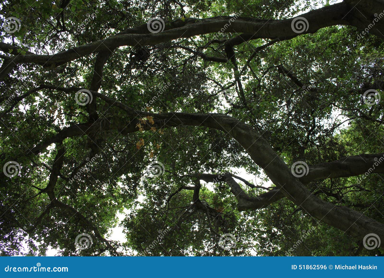 Inside an oak tree stock photo. Image of looking, inside - 51862596