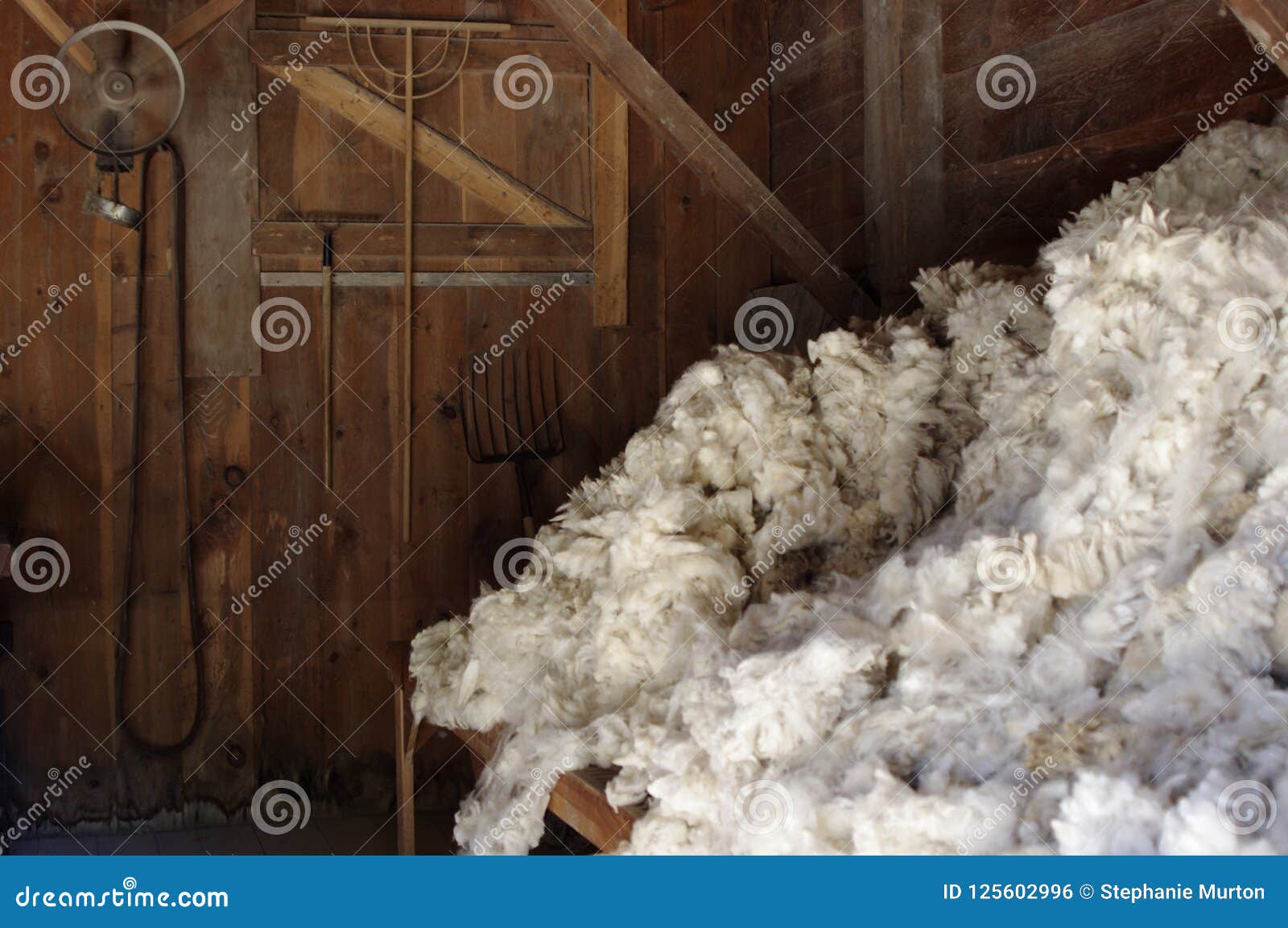 Barn with Pile of Unclean Wool Stock Photo - Image of farm, wool: 125602996