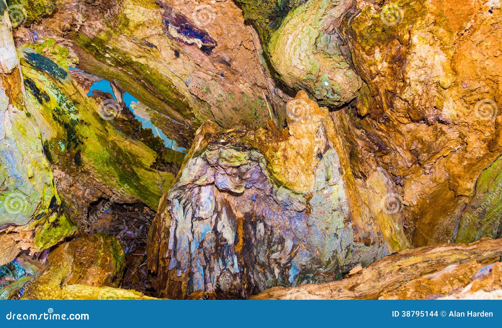 Inside old decaying tree stock photo. Image of landscape - 38795144