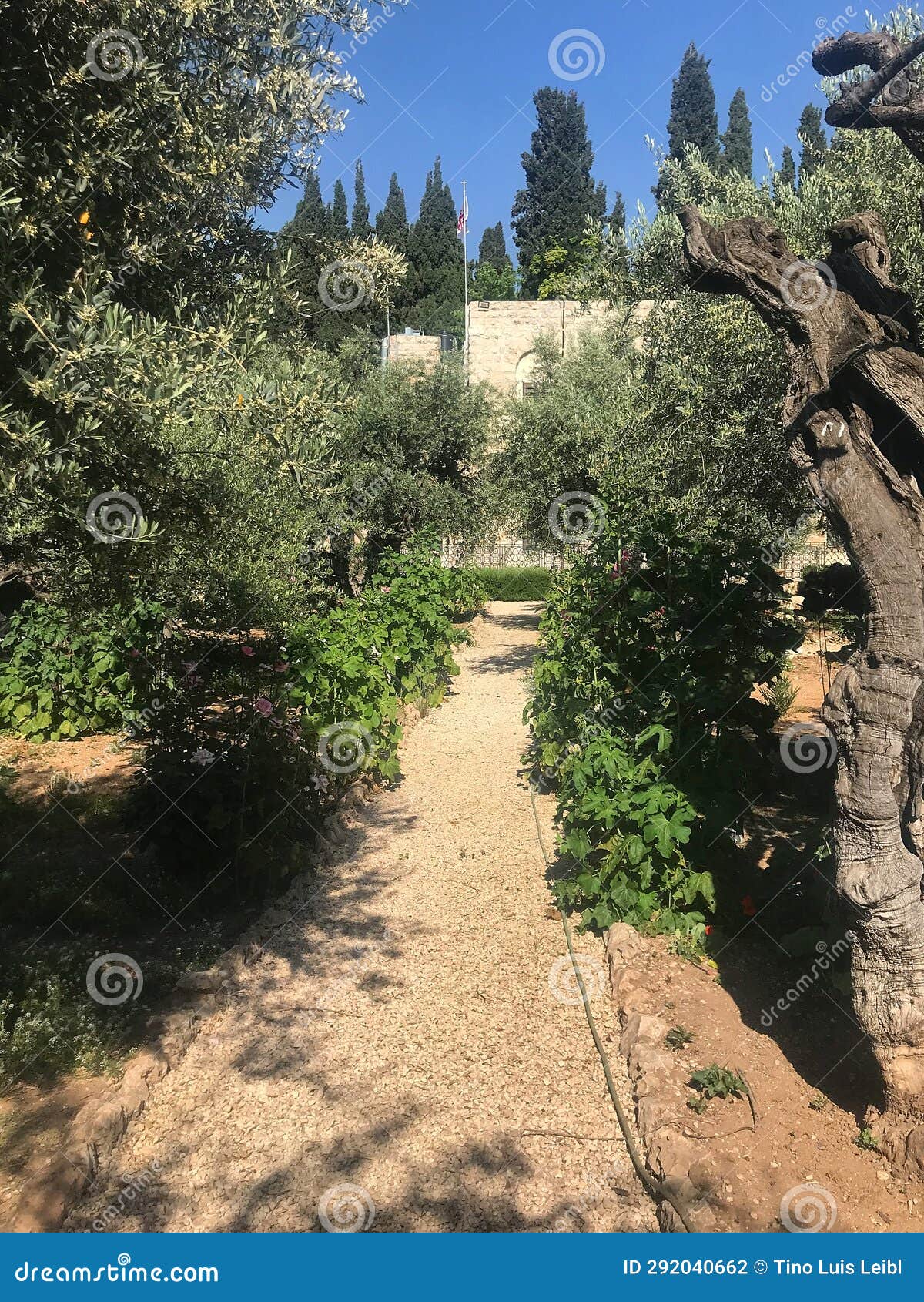Inside of the Olive Garden stock photo. Image of plantation - 292040662