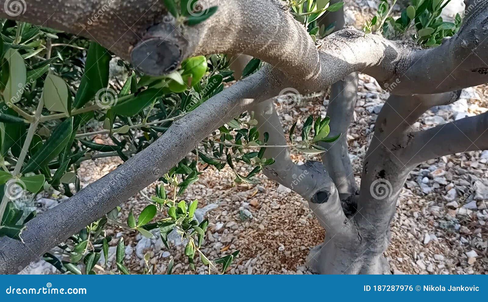 Inside olive tree stock footage. Video of green, branches - 187287976