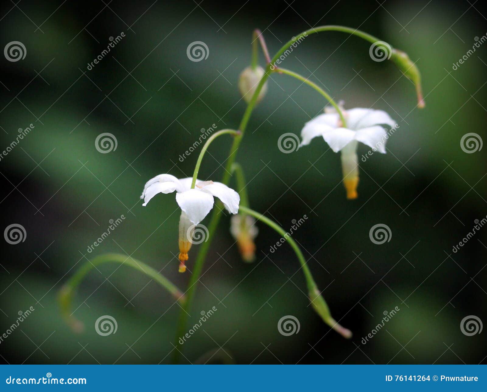 Inside-out Flowers - Vancouveria Hexandra Stock Photo - Image of ...