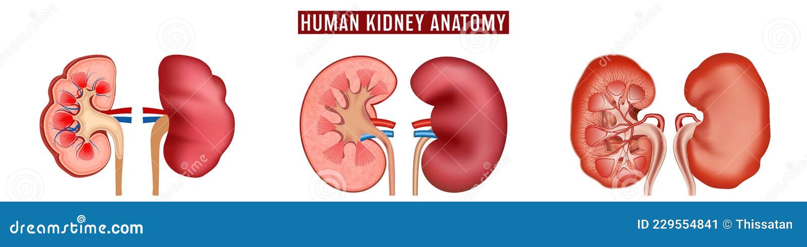 Inside and Outside View of Human Kidney Anatomy Isolated on White ...