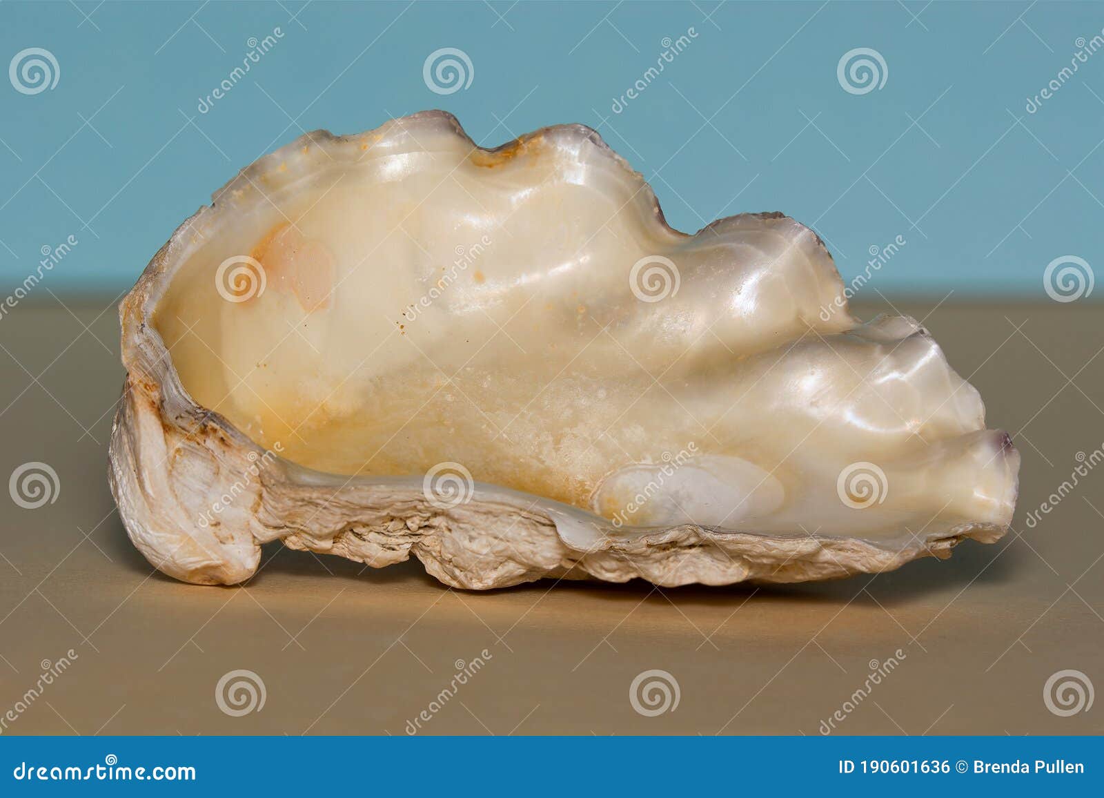 Inside of Oyster Shell Showing the Layer of Shiny Macre Stock Photo ...