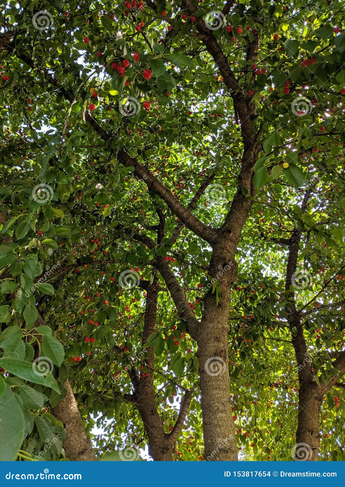 Crown of Cherry Tree from the Inside with Brightly Red Cherries and ...