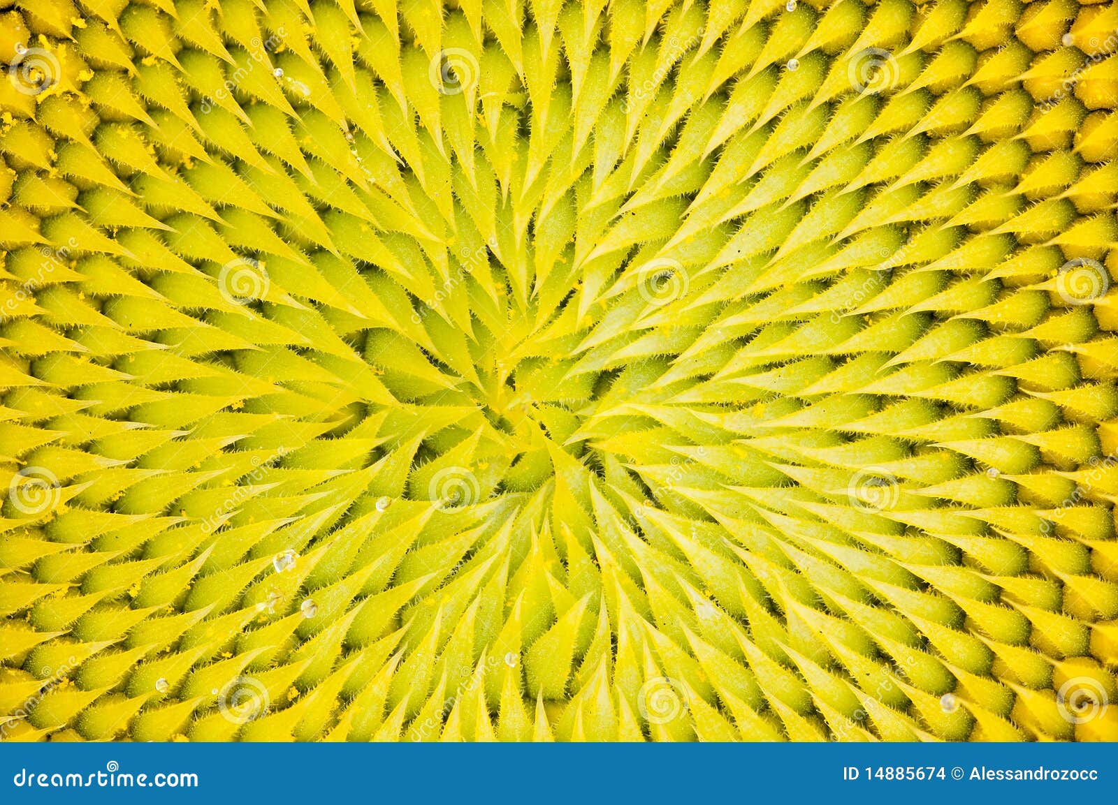 Inside part of a sunflower stock photo. Image of nature - 14885674