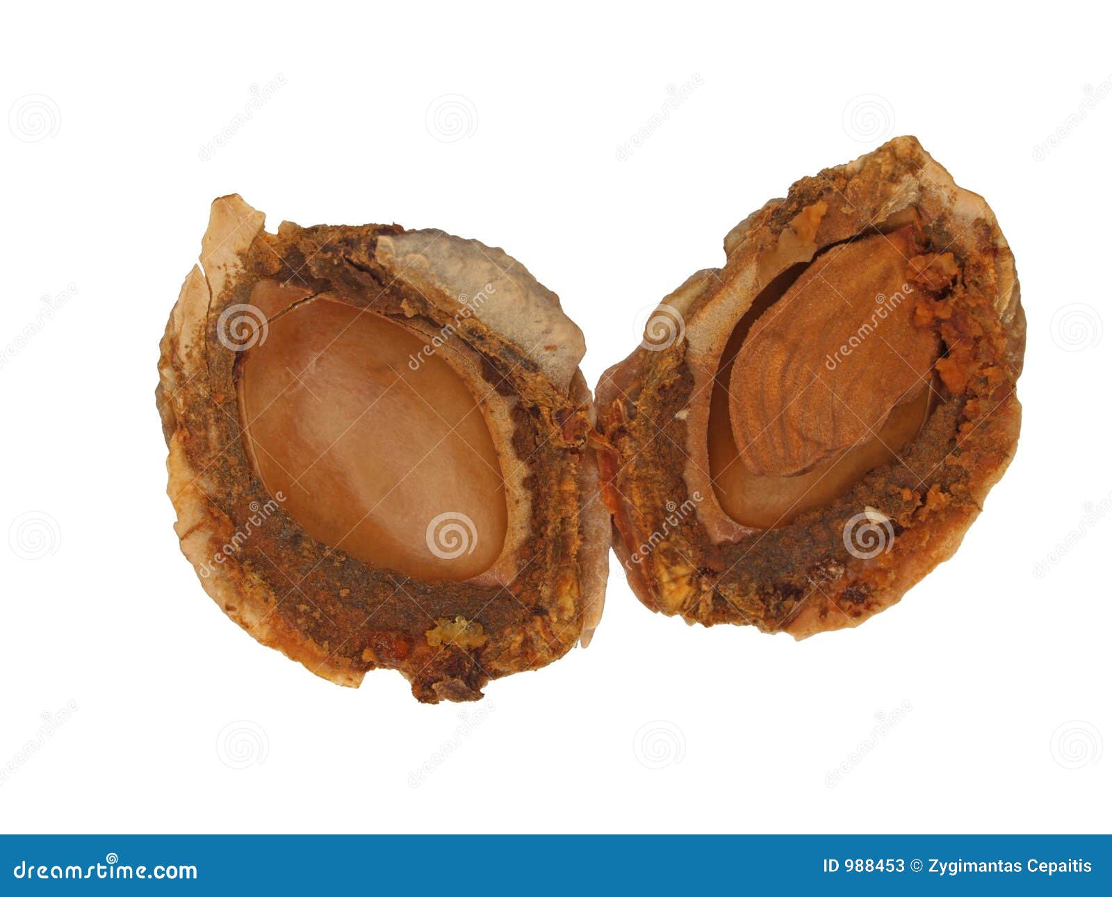 Inside of the peach stone stock image. Image of seed, peach - 988453