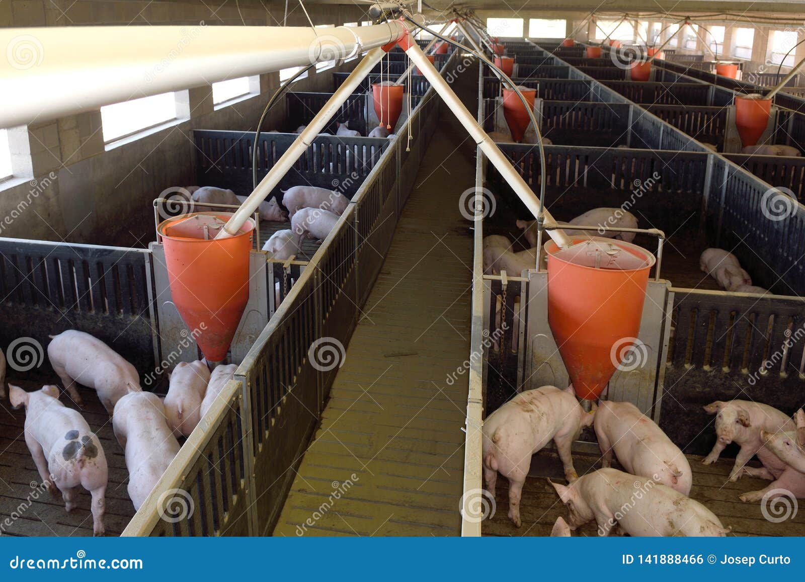Inside a pig farm stock photo. Image of nose, industry - 141888466