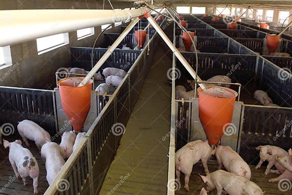 Inside a pig farm stock photo. Image of nose, industry - 141888466