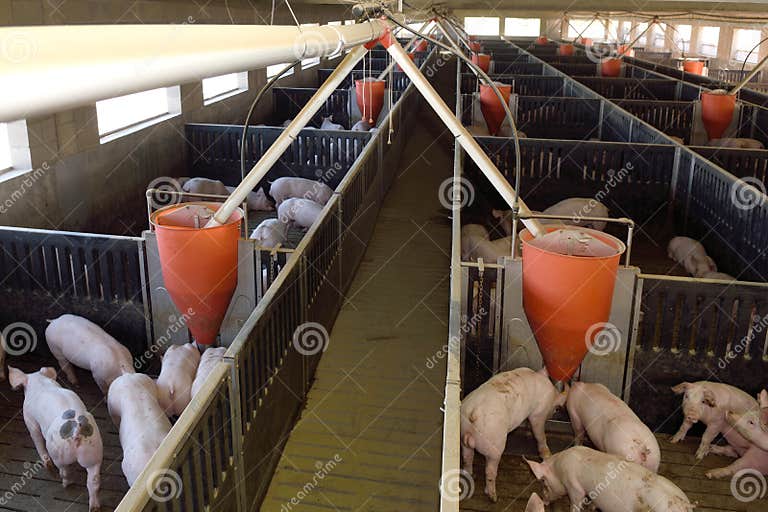 Inside a pig farm stock photo. Image of nose, industry - 141888466