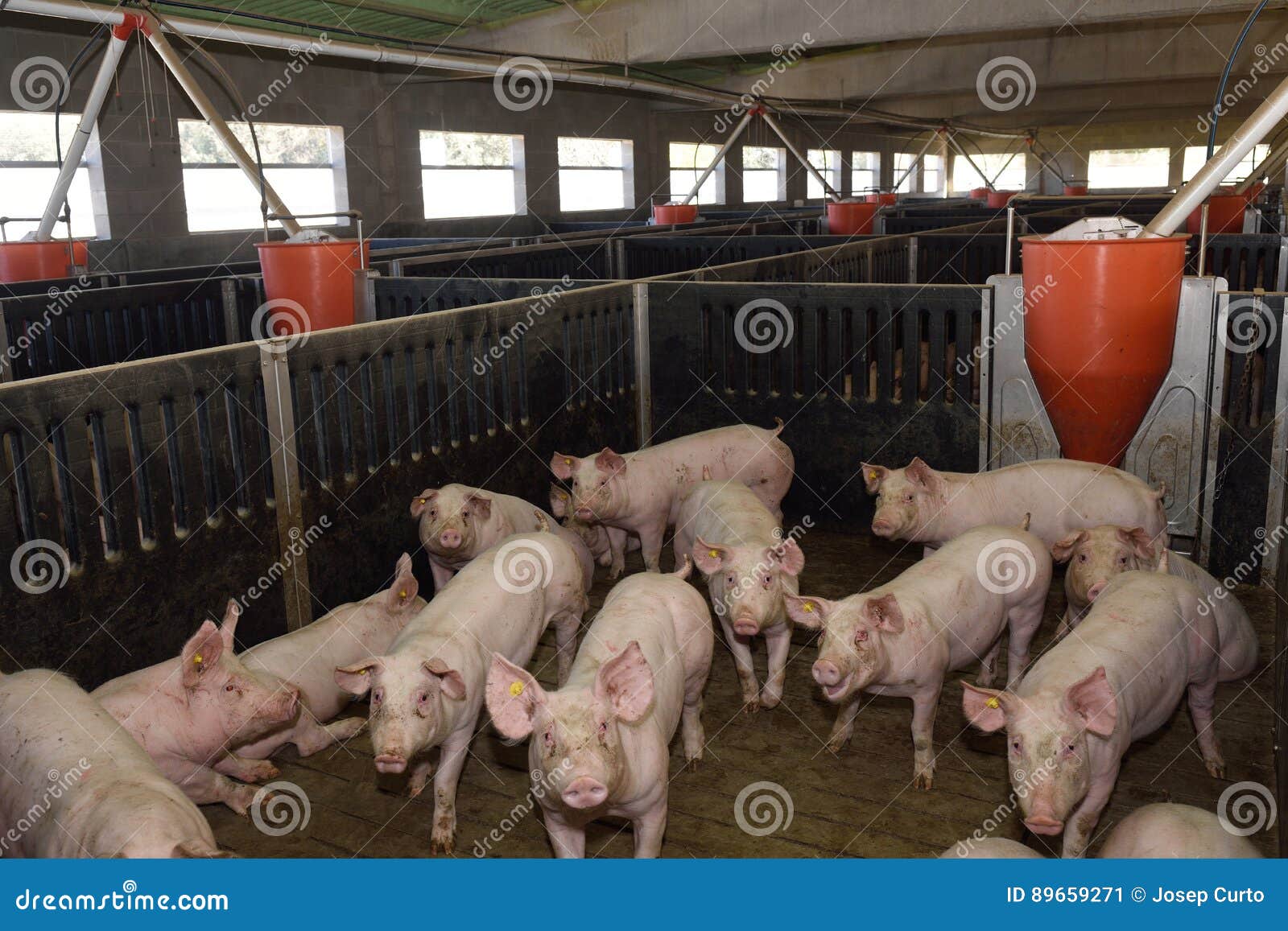 Inside a pig farm for stock image. Image of breeding - 89659271