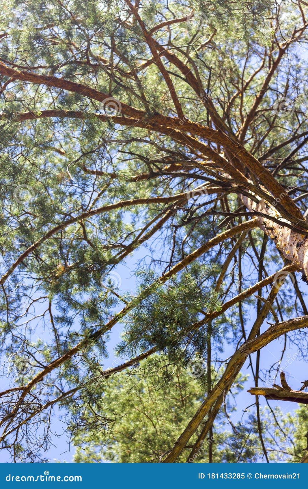 Inside the Pine Forest at Sunset in Summer Stock Image - Image of lush ...