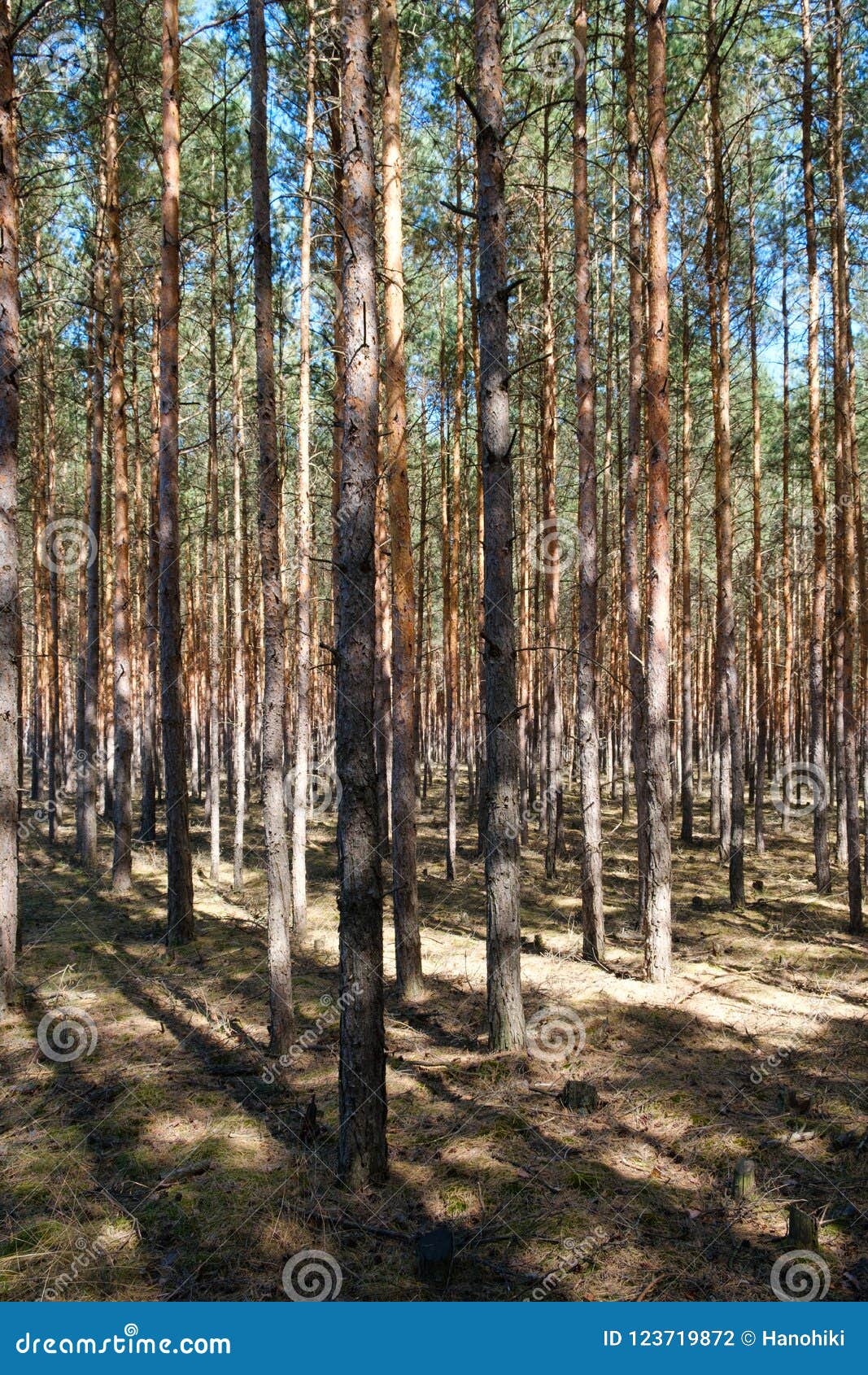 Inside Pine Tree Forest - Coniferous Trees Royalty-Free Stock ...