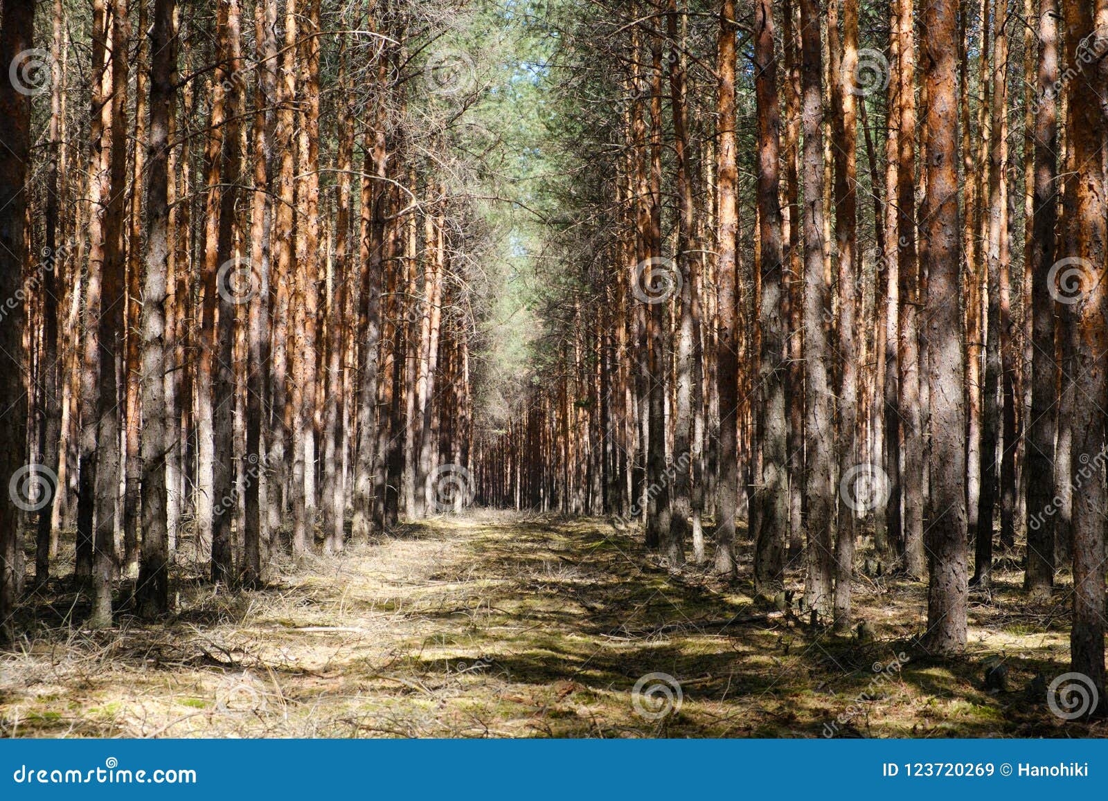 Inside Pine Tree Forest - Coniferous Trees Royalty-Free Stock ...