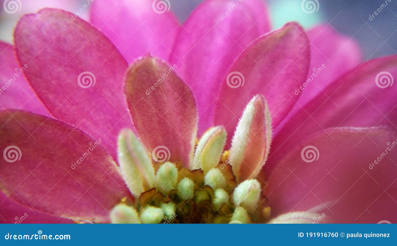Inside of a pink flower stock photo. Image of purple - 191916760