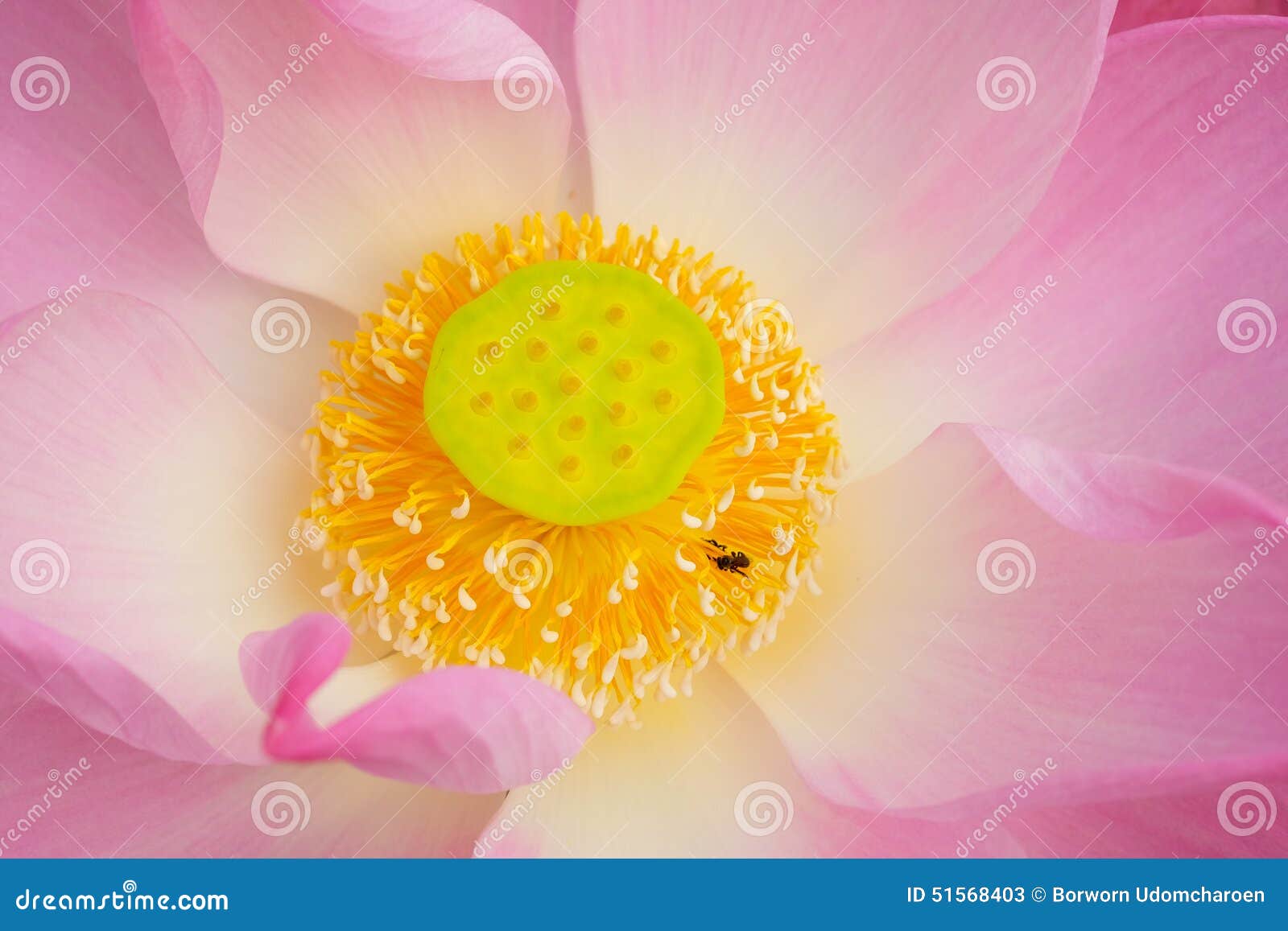 Inside pink lotus stock image. Image of nature, lily - 51568403