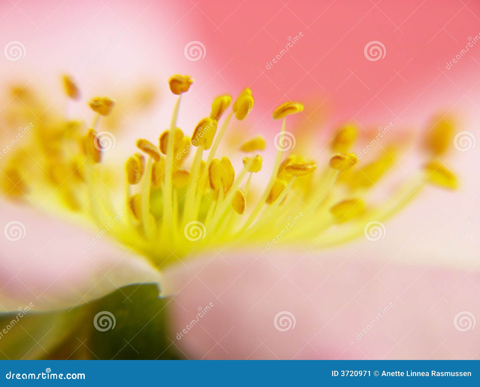 Inside of pink rose stock image. Image of texture, leaf - 3720971
