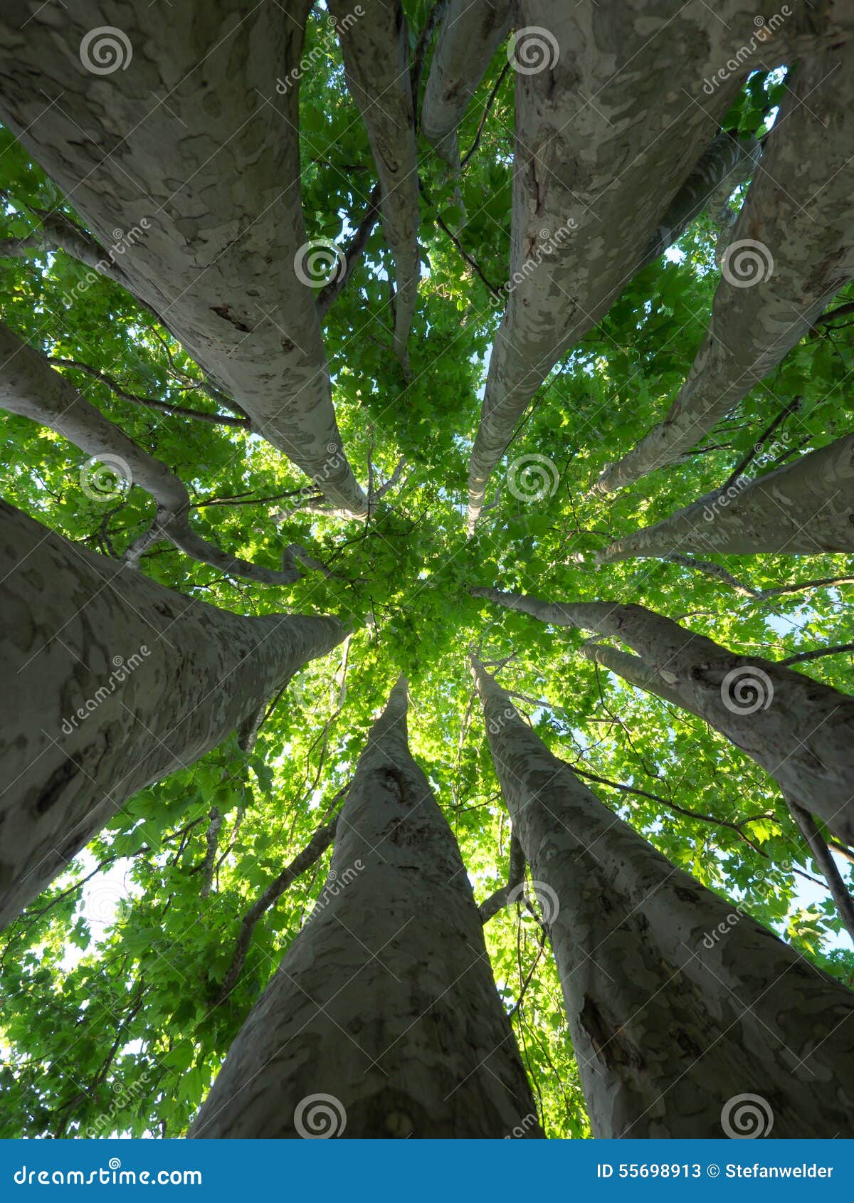 Inside of Trunks of Plane Tree Stock Image - Image of crust, trunks ...