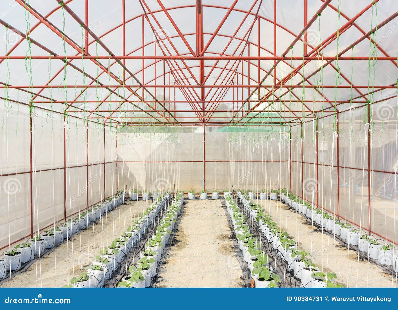 Inside plant crops melon stock image. Image of culture - 90384731