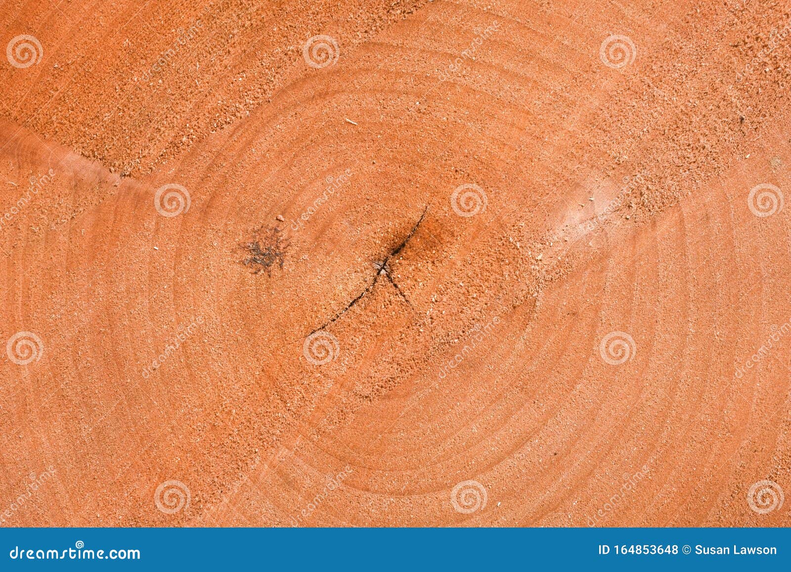 Inside a poplar tree stock photo. Image of carpentry - 164853648