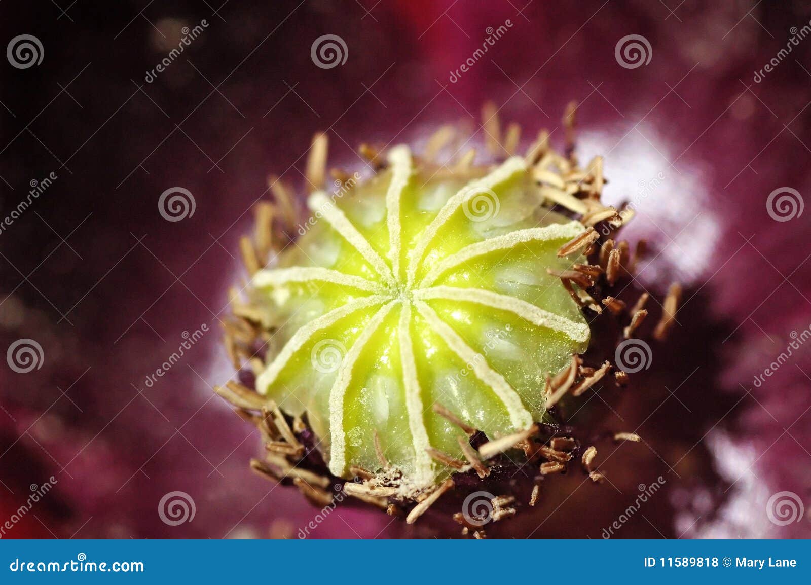 Inside a Poppy stock photo. Image of botany, nature, purple - 11589818