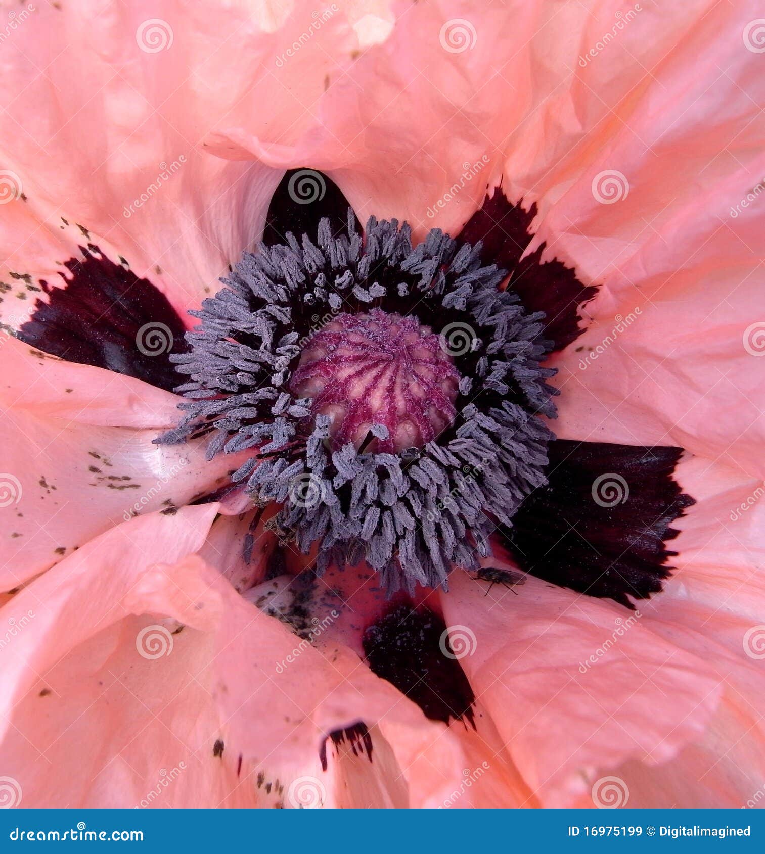 Inside the poppy stock image. Image of papaver, garden - 16975199