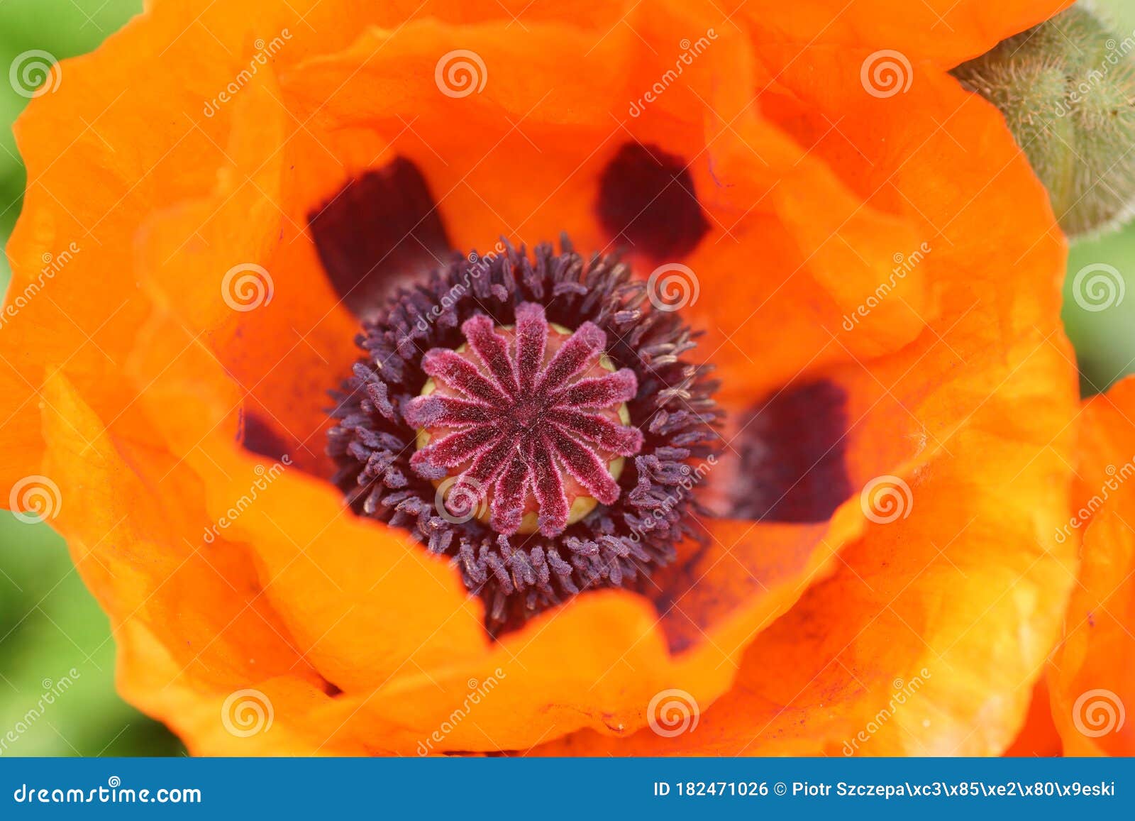 The Interior of the Red Poppy Flower Close-up Stock Photo - Image of ...