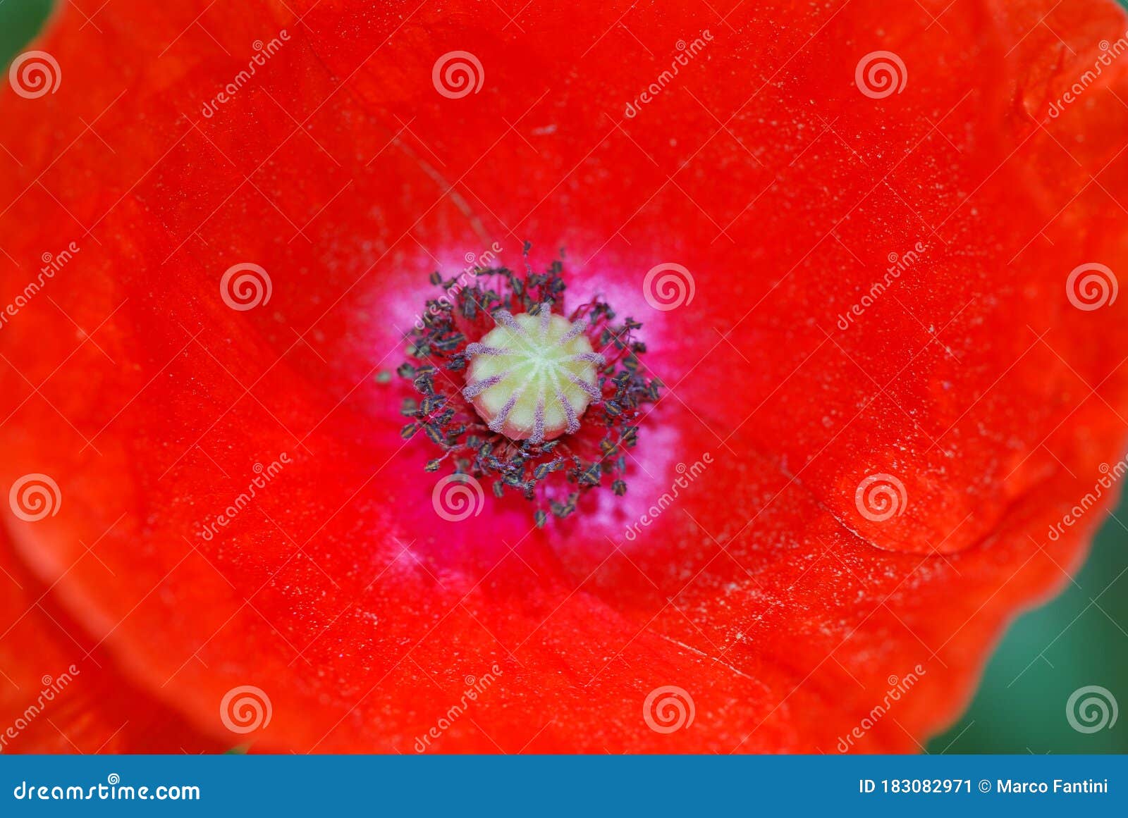 Inside a poppy stock image. Image of field, petals, detail - 183082971