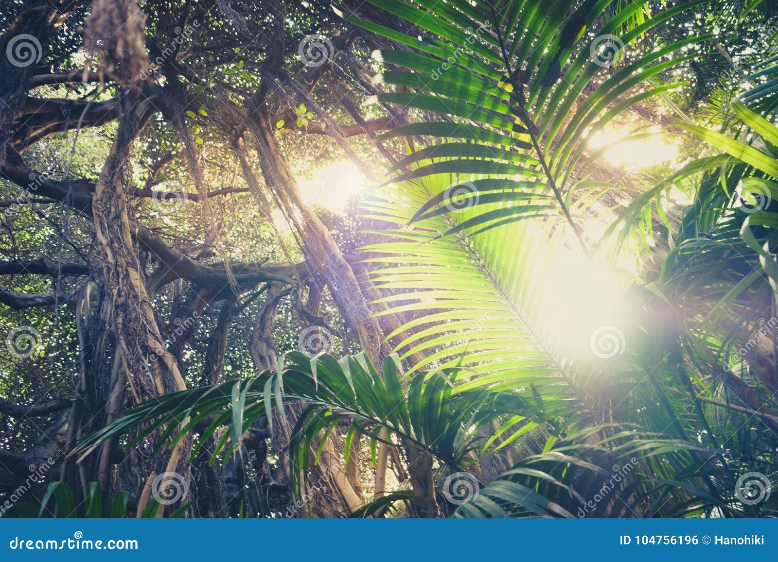 Inside Rainforest , Looking Up the Trees in Jungle Stock Photo - Image ...