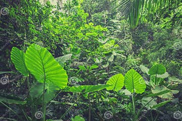 Inside Rainforest, Tropical Forest, Jungle Landscape Stock Image ...