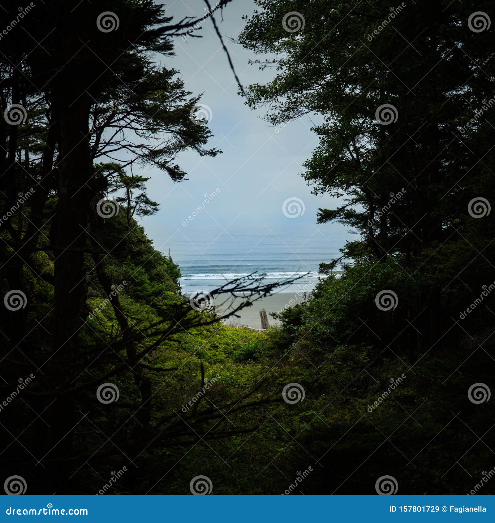 Inside the Rainforest: View of One of the La Push Beaches from Inside ...