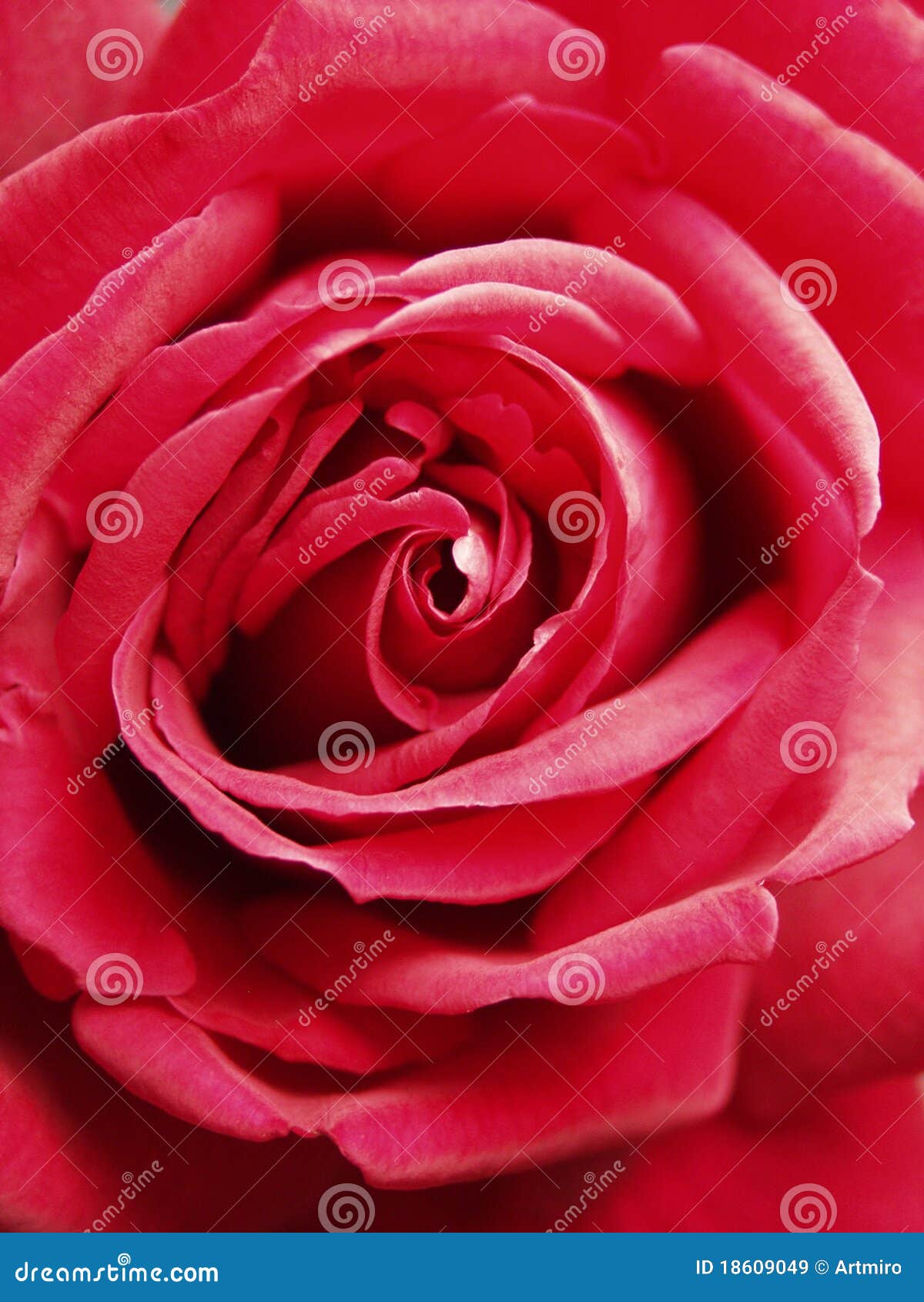 Inside of red rose stock image. Image of flower, anniversary - 18609049