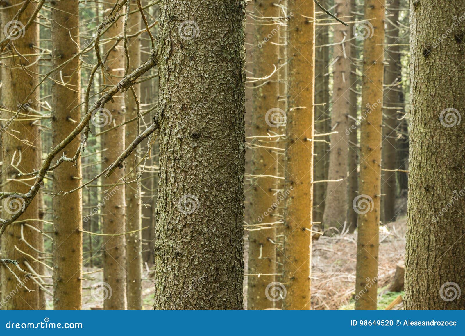 Inside a Red Spruce Tree Forest of the Alps Stock Photo - Image of tree ...